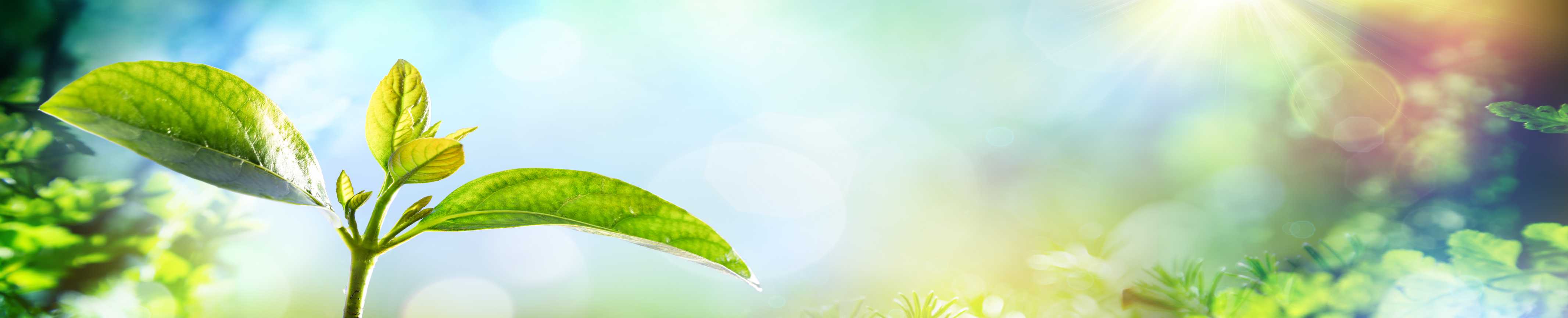 Model floral, Flowers - geampersonalizat.ro